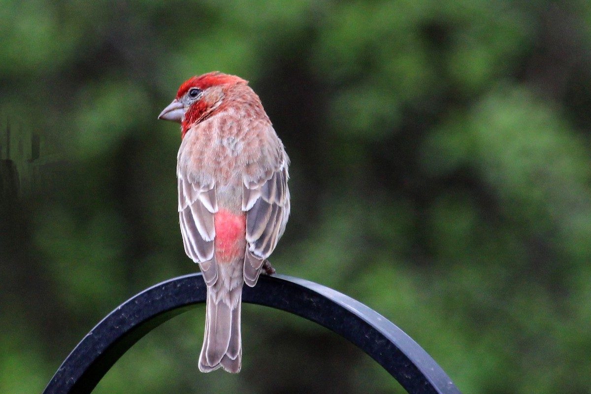 How to Identify a House Finch