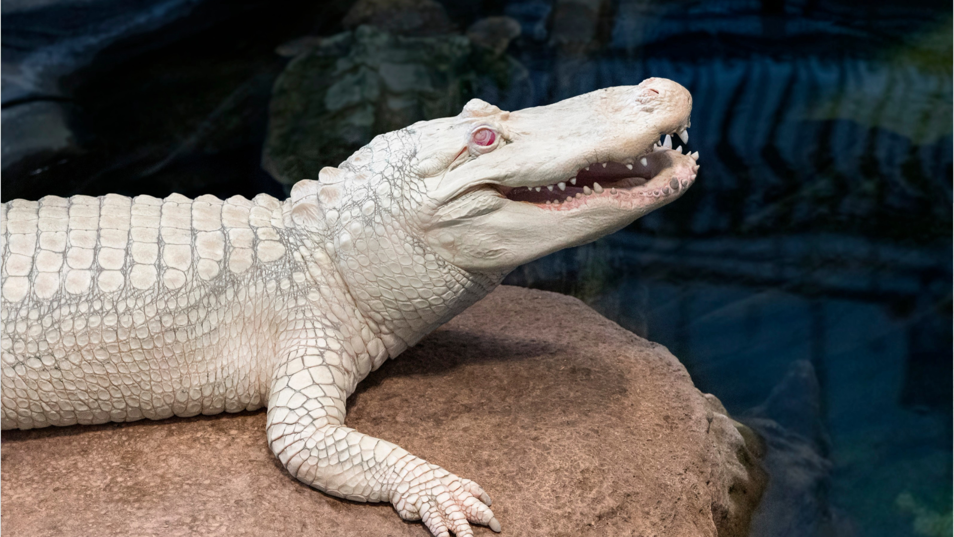 Happy Hatchday Claude! San Francisco's Beloved Albino Alligator ...