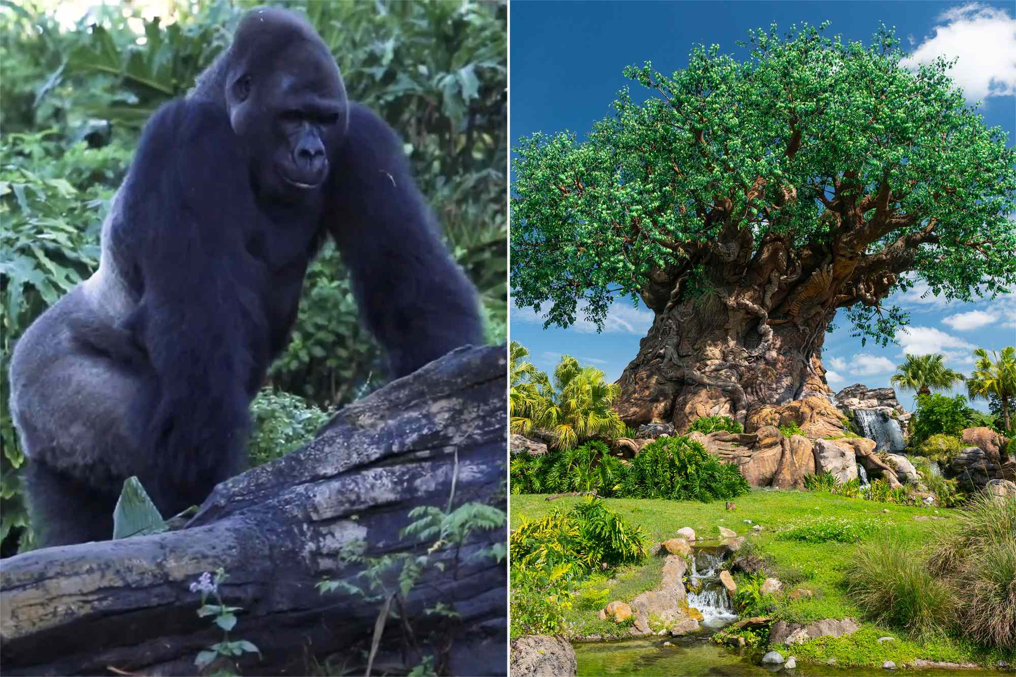Disney World mourns 44-year-old gorilla who died at Animal Kingdom ...