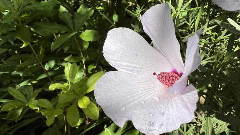 Pruning Vs. Deadheading Hibiscus: The Difference And Which Is Best To ...