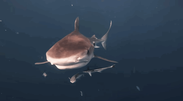Ranking the deadliest ocean predators