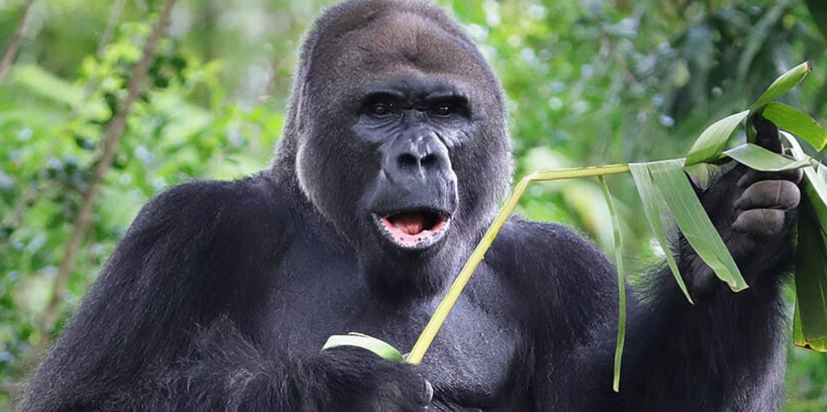 Disney World Mourns 44-Year-Old Gorilla Who Died At Animal Kingdom: 'We ...