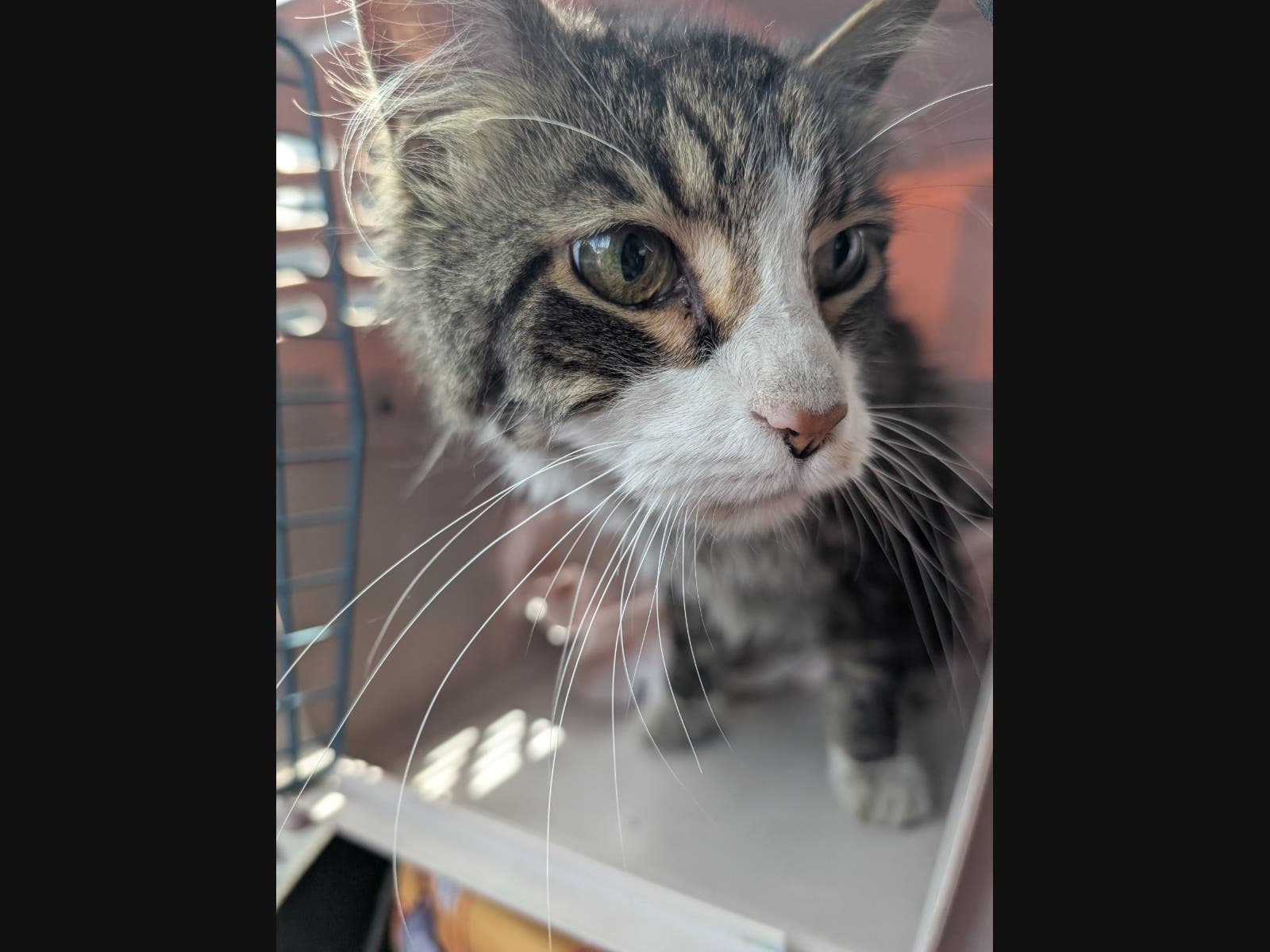 Mystery Cat With Bermuda Ties Found Hanging Out At Amazon Warehouse On ...