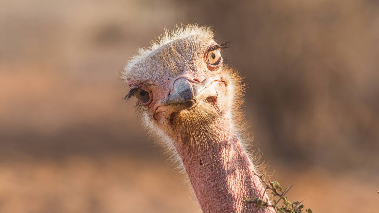 'Rare' ancestor reveals how huge flightless birds made it to faraway lands