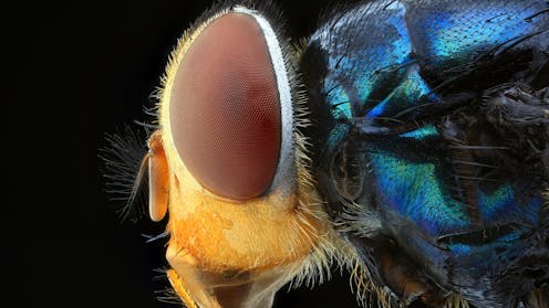 How a fly sees the world – and why understanding its vision can help ...