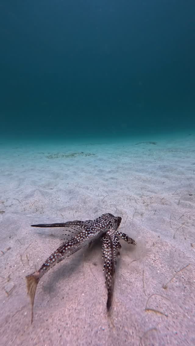 Caribbean divers spot strange fish that taps sand for food