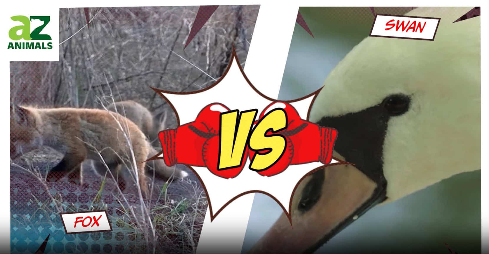 Fox Vs. Swan: Nature’s Fierce Face-Off