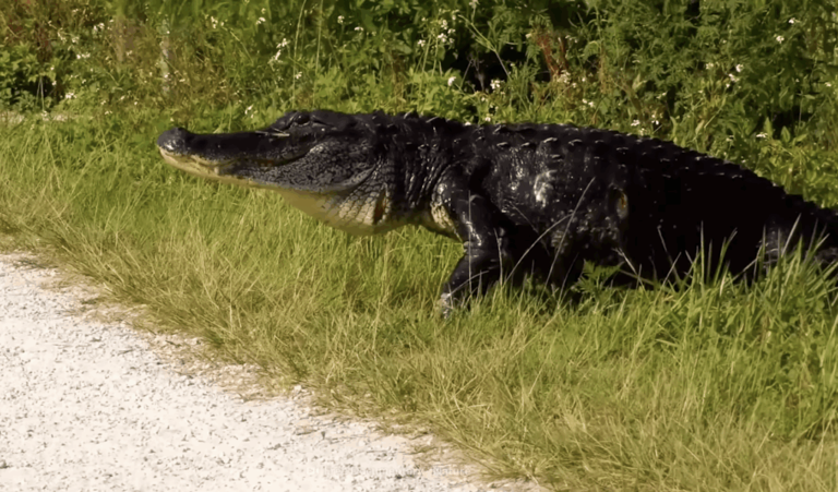 Ranking the deadliest ocean predators