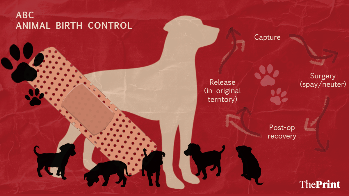 Delhi’s new stray dog management guidelines—no threatening feeders ...