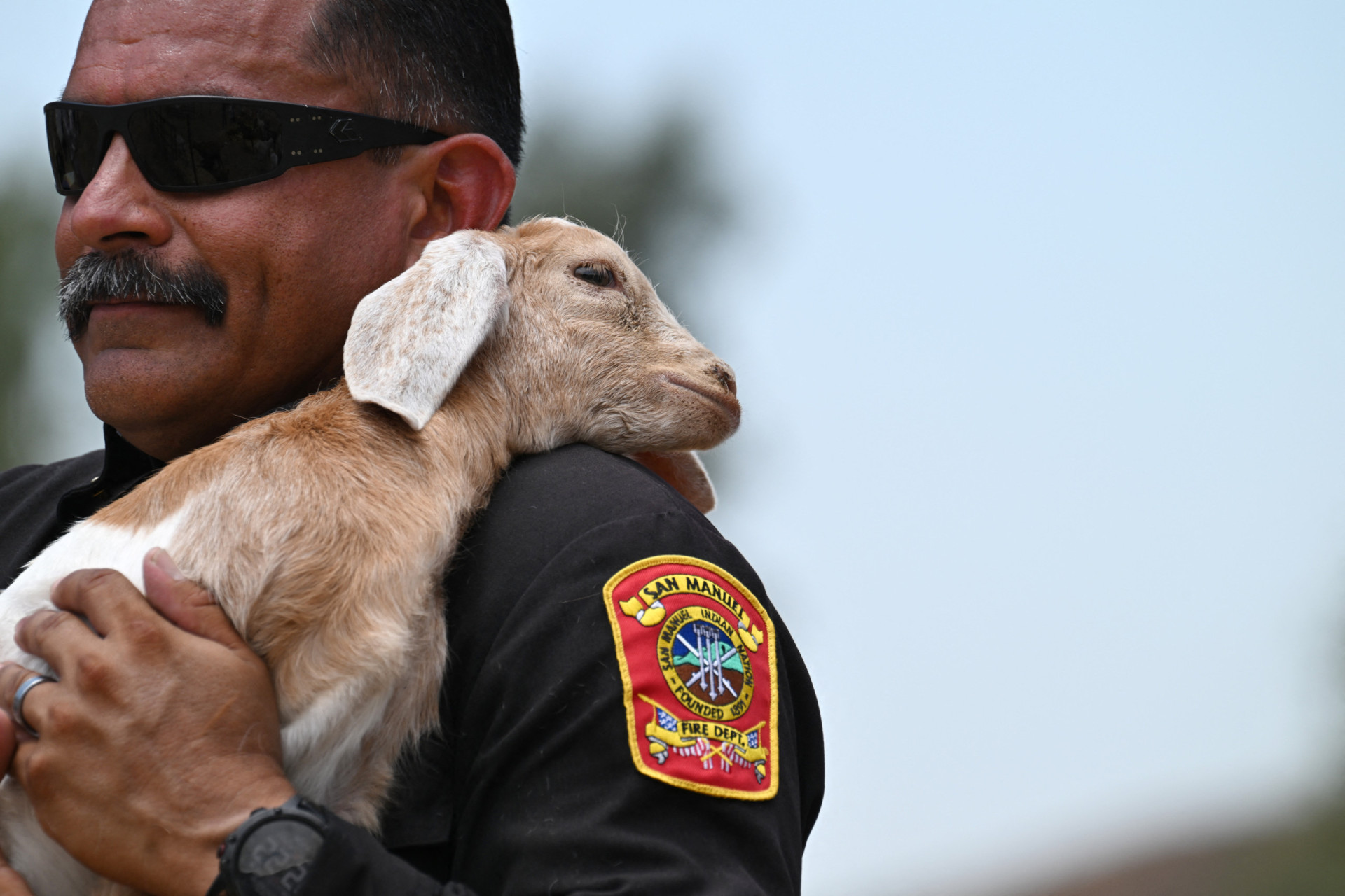 These animals can save you from a natural disaster