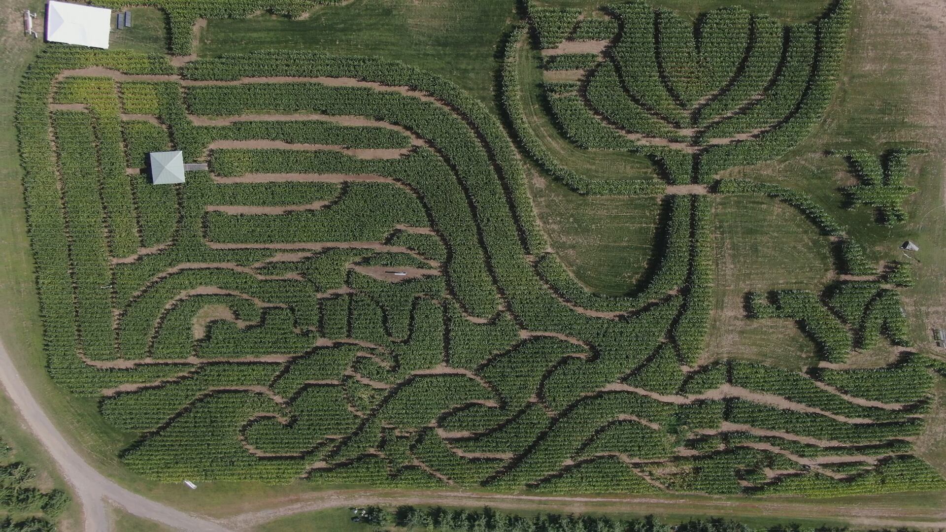 Treworgy Family Orchards corn maze voted best in USA for 4th year in a row