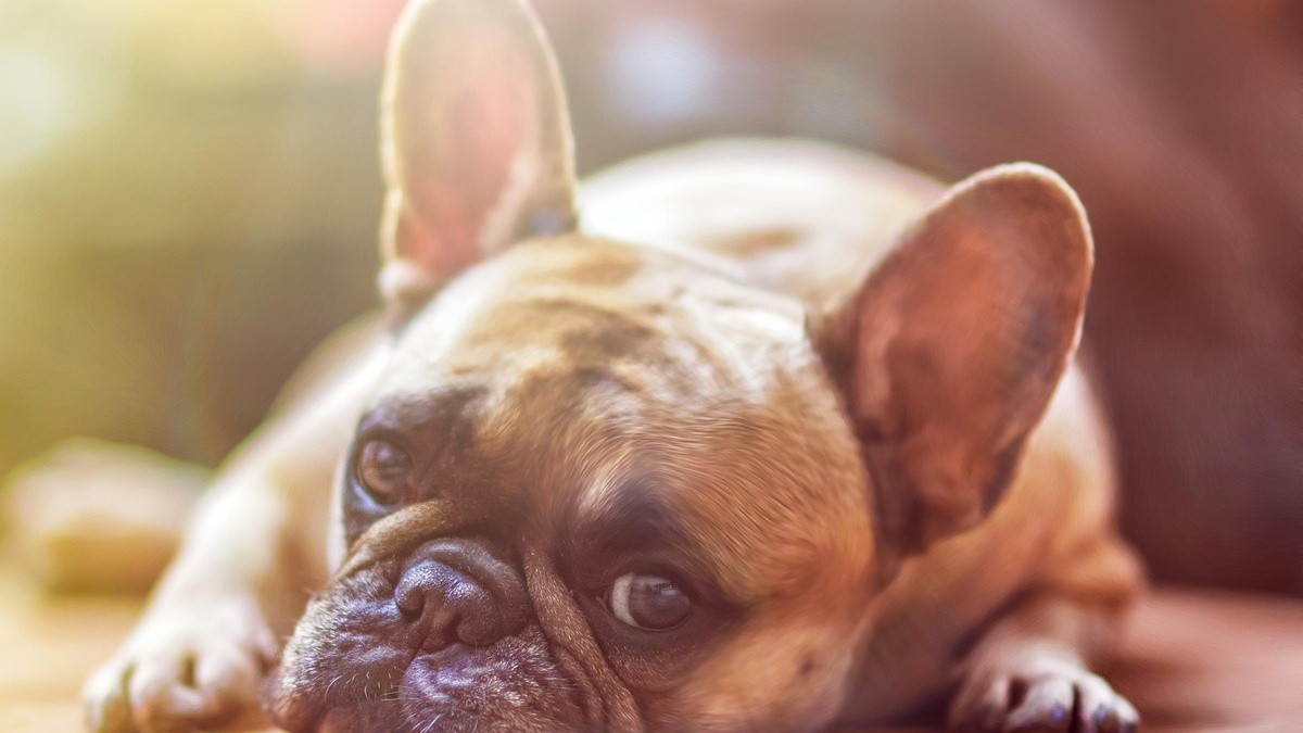 Perros medianos llenos de amor: conoce a las 13 razas más adorables del ...
