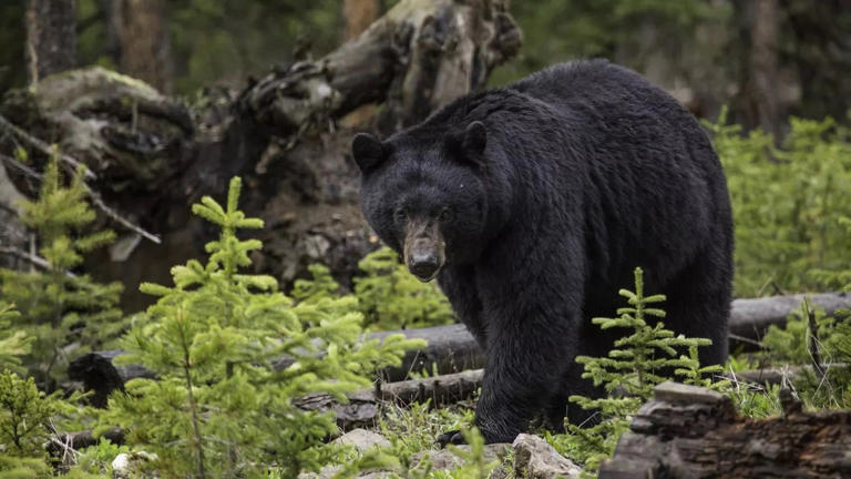 Black bear attacks teen, charges at group of hikers on popular trail in ...