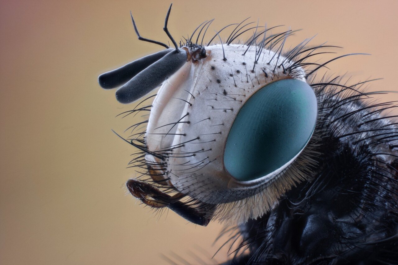 How a fly sees the world, and why understanding its vision can help ...