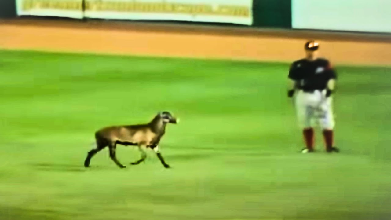 Reasons to stop a baseball game?