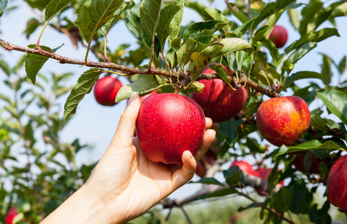 11 surprising things you can buy with food stamps