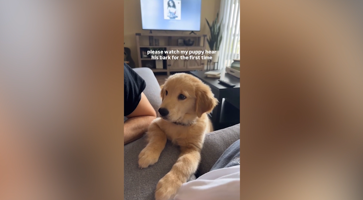 Puppy Reacts To His First Bark