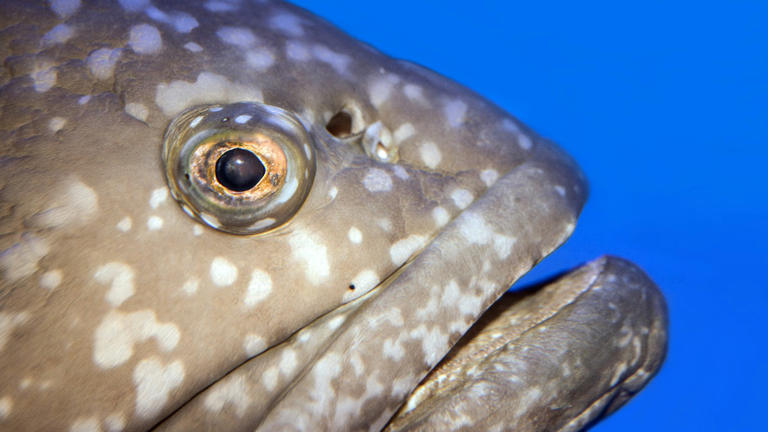 Deep-sea fish found with human-like vision
