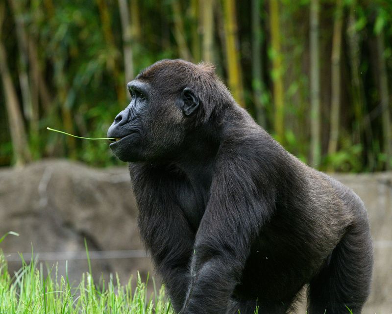 14 Of The Most Popular Wild Animals That Ever Lived
