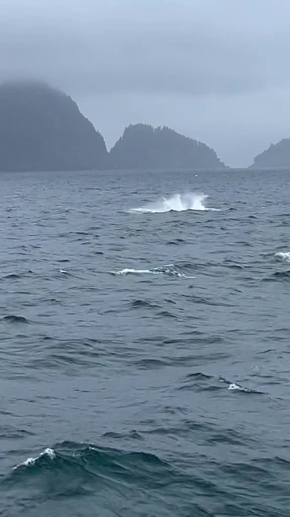 Unforgettable Glacier and Whale Watching in Alaska’s Kenai Fjords