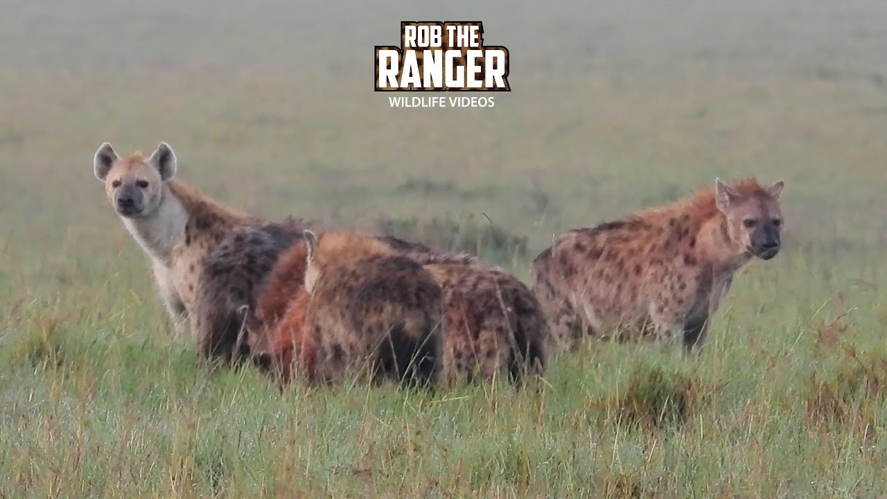 Hyena Clan Cleans Up What Lions Leave Behind