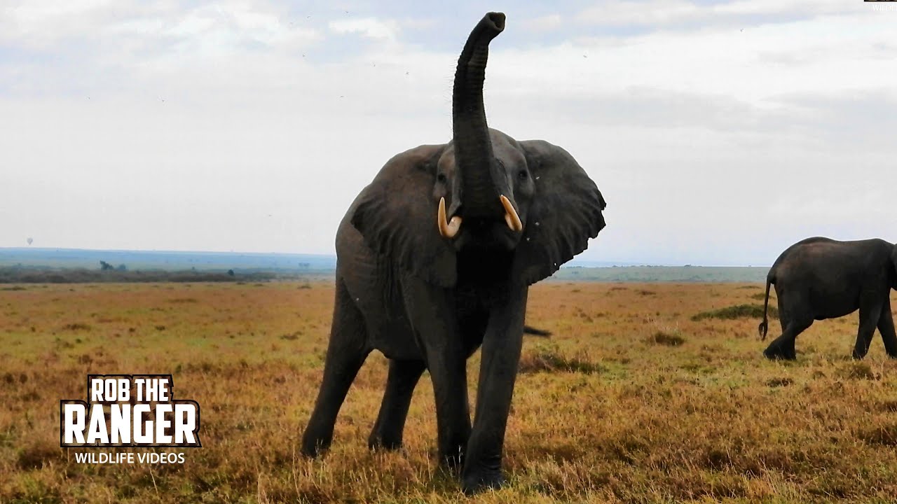 Big elephant herd passes the small and quiet car
