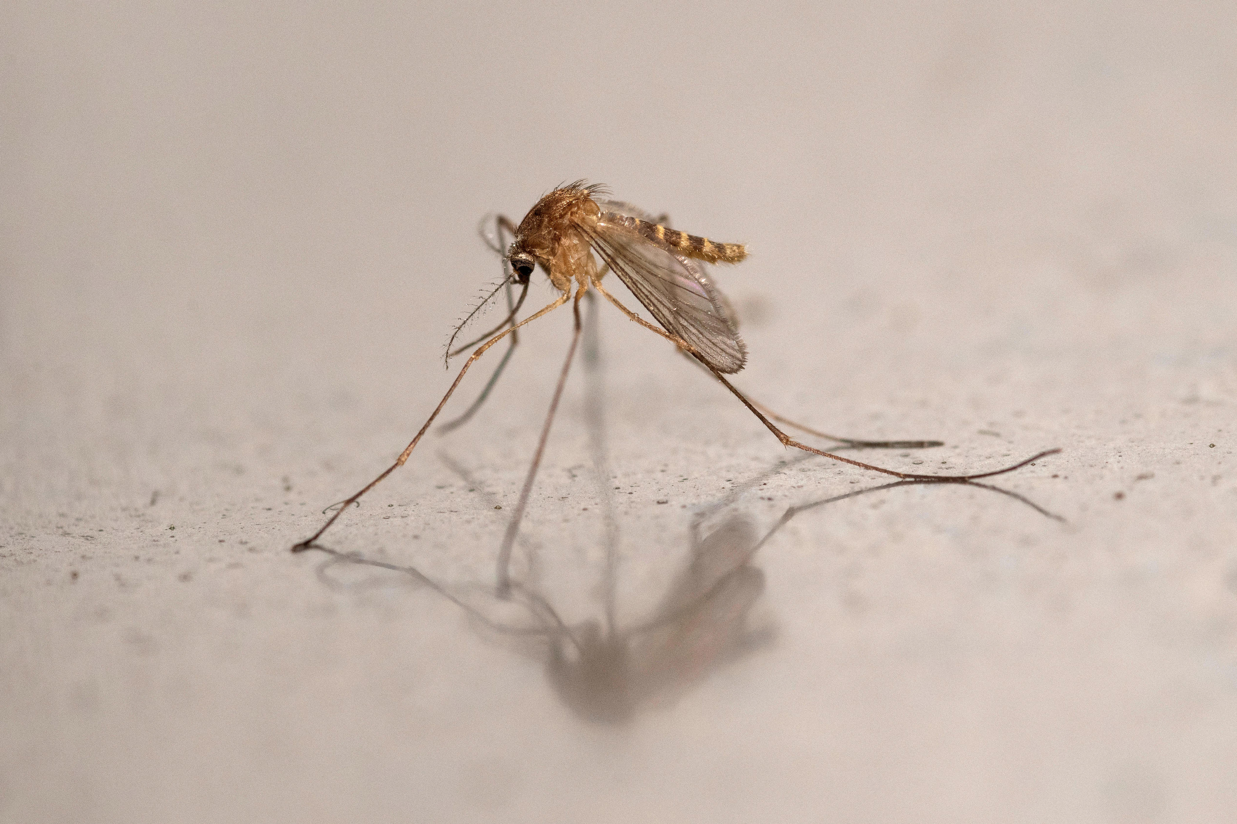Tazewell County mosquito pool tests positive for West Nile virus