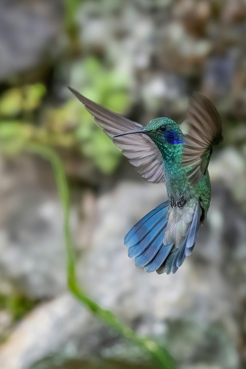 Why Do Hummingbirds Fly Backwards When No Other Birds Can?