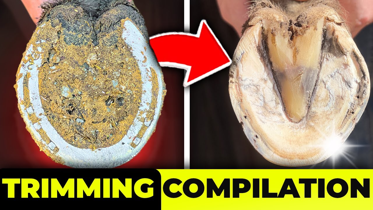 8 minutes of horse hoof cleaning and restoration