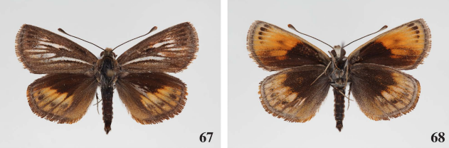 ‘Sun' creatures - with ‘colored' wings - are new endangered species in ...