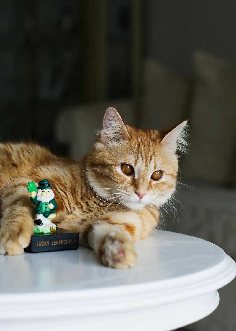 8 Possible Reasons Why Your Cat Knocks Stuff Off The Table