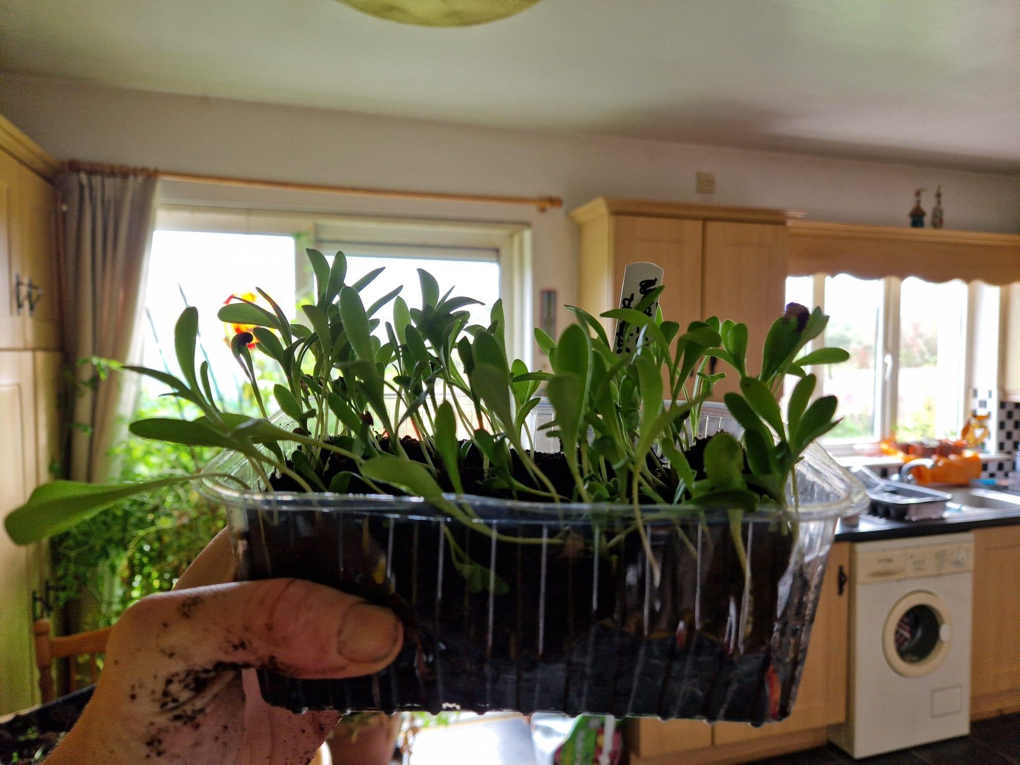 Potting on hardy annuals and perennials ahead of planting out in winter