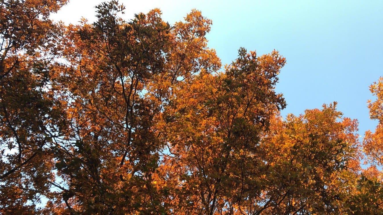 When does fall officially start? When is the fall equinox? Here's what ...