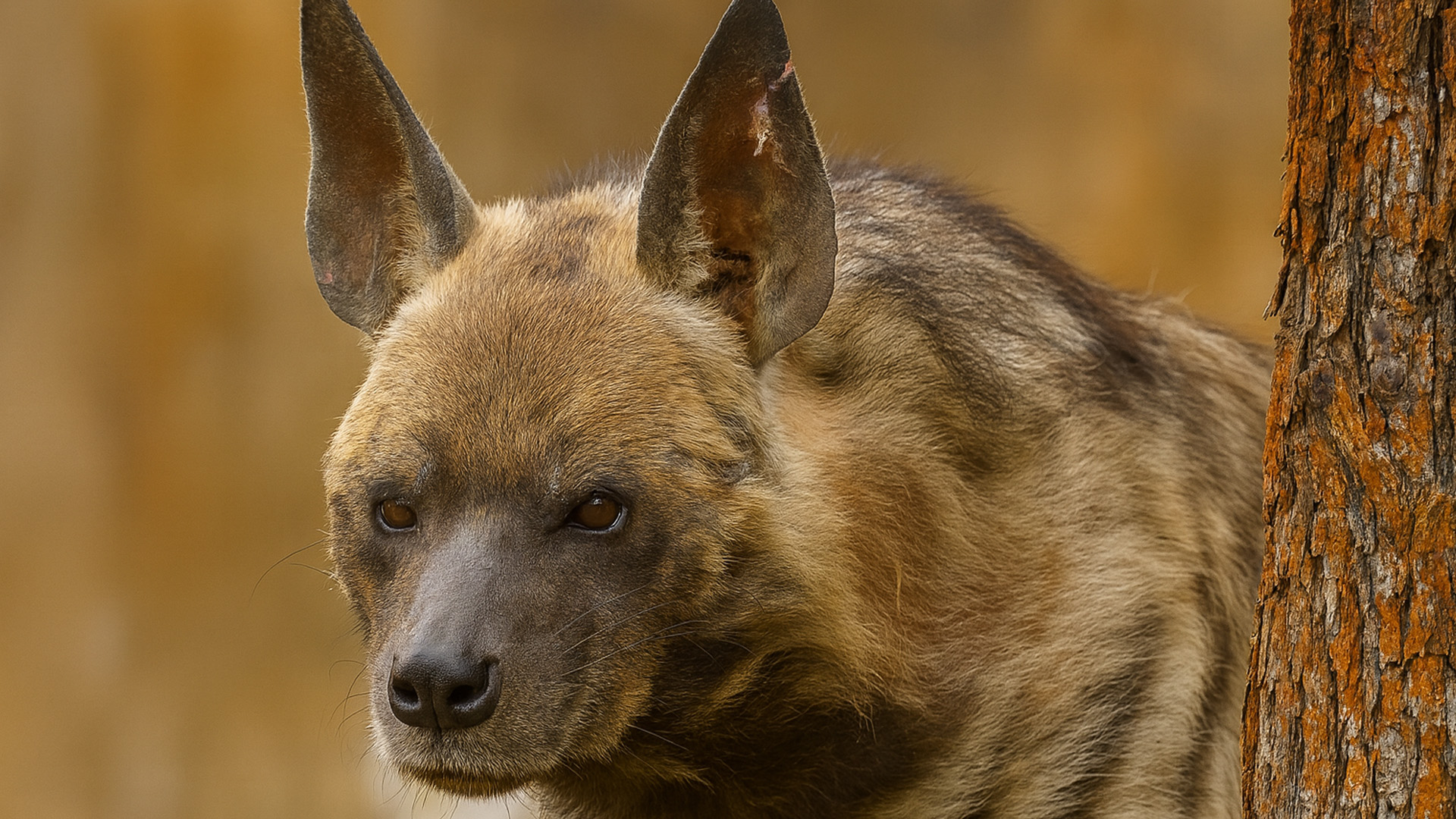 When the Wild Reveals Itself Through Nature