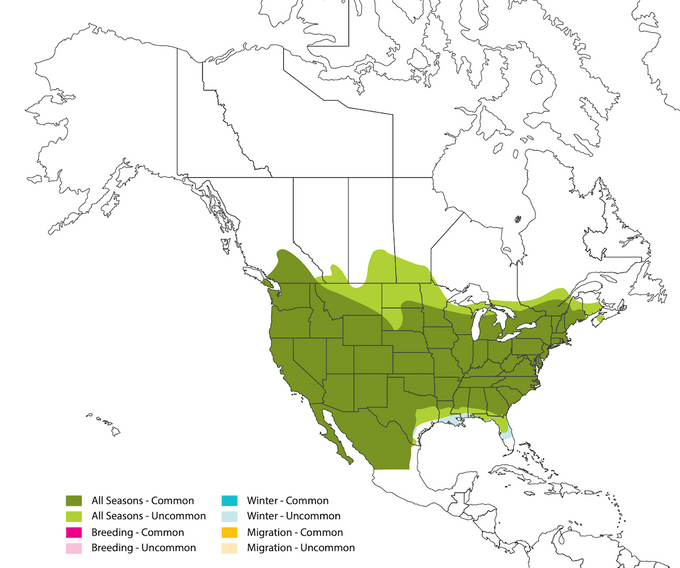 How to Identify a House Finch