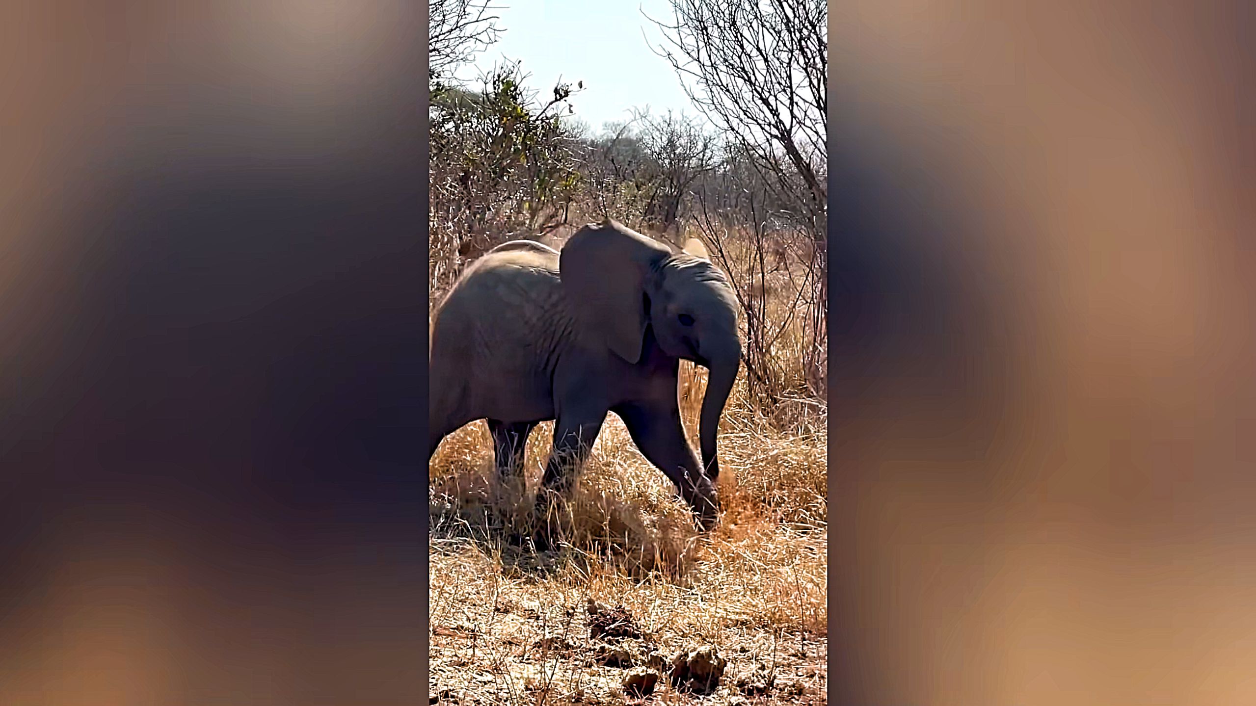 Baby Elephant Close-Up in Front of a Camera