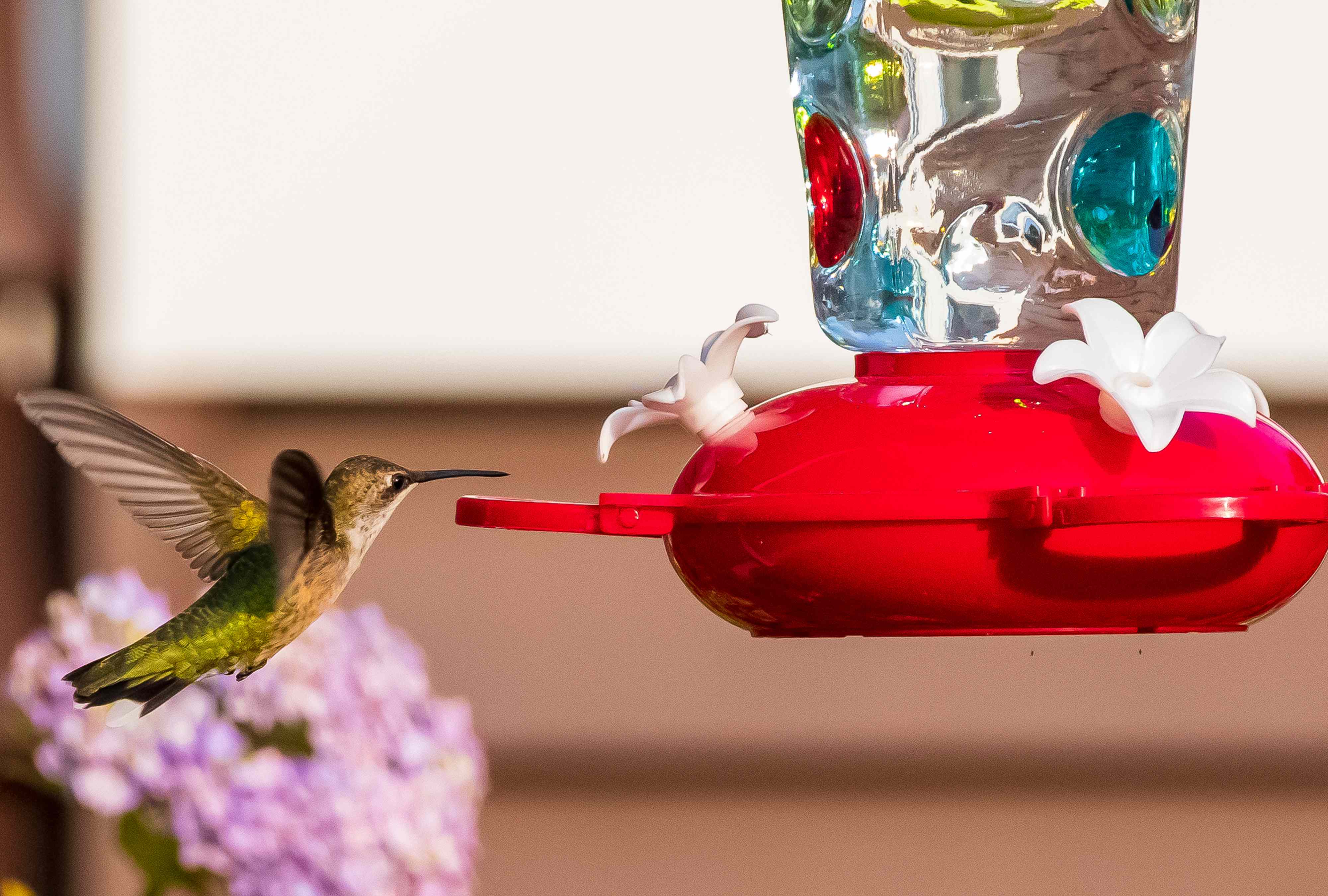 Hummingbirds Are Migrating Now—Here's How to Help Them on Their Epic ...
