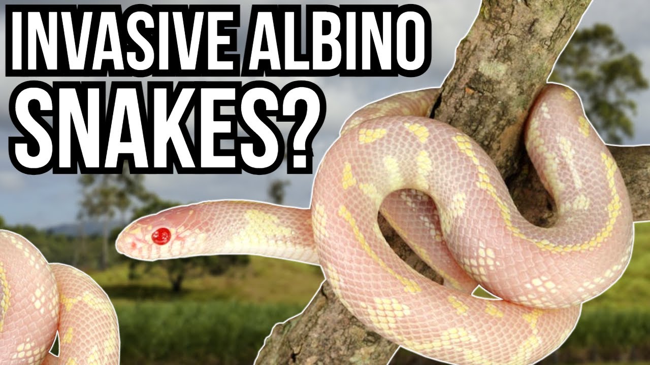 How 5 Introduced Animals Are Changing Europe Forever