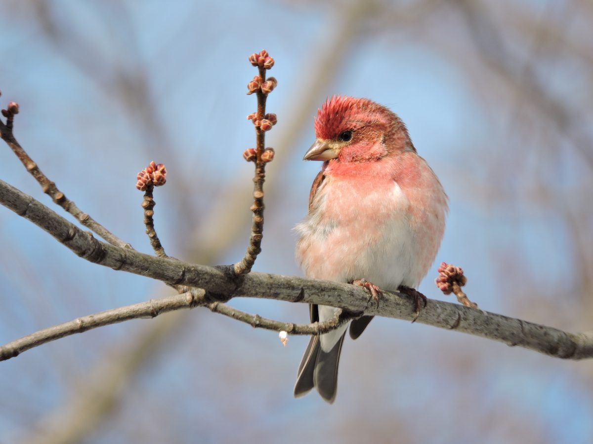 20 Super Pretty Pictures of Finches