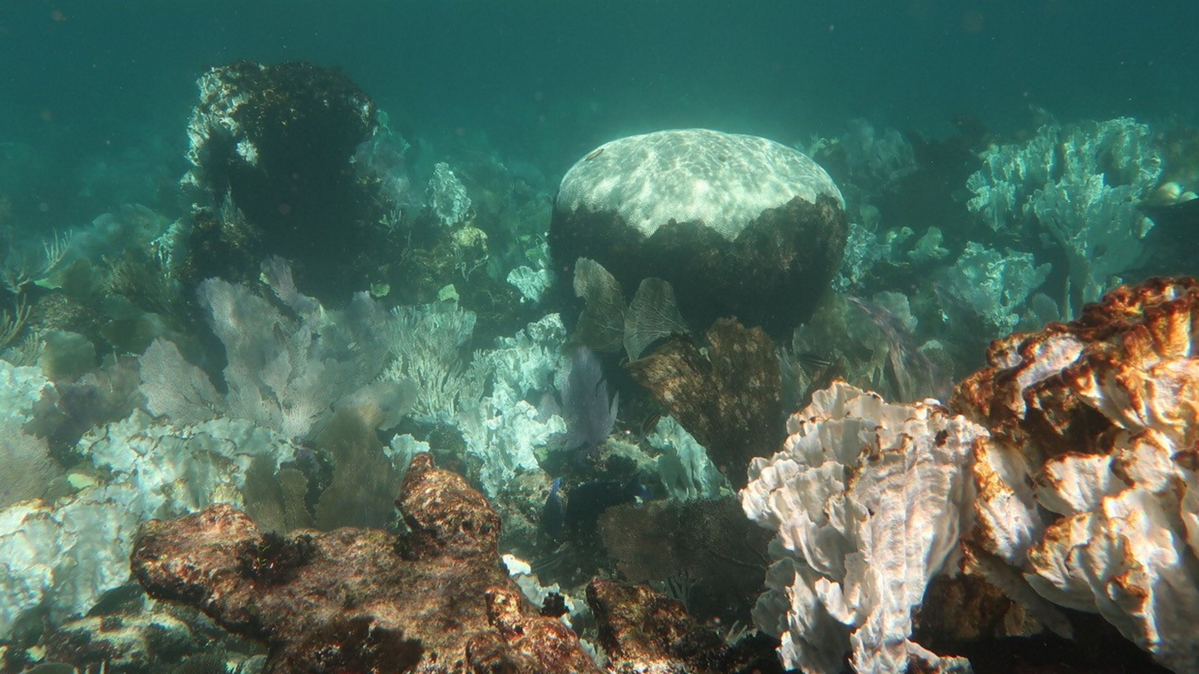 Most coral reefs "will soon stop growing due to climate change"