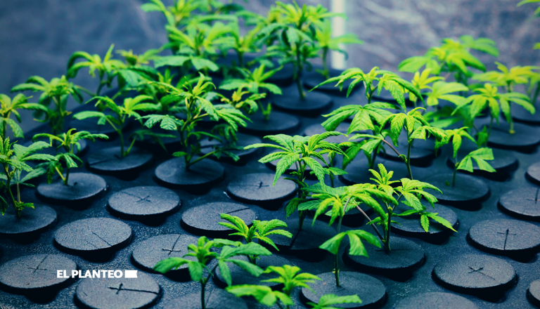 Clones de cannabis: todo lo que hay que saber