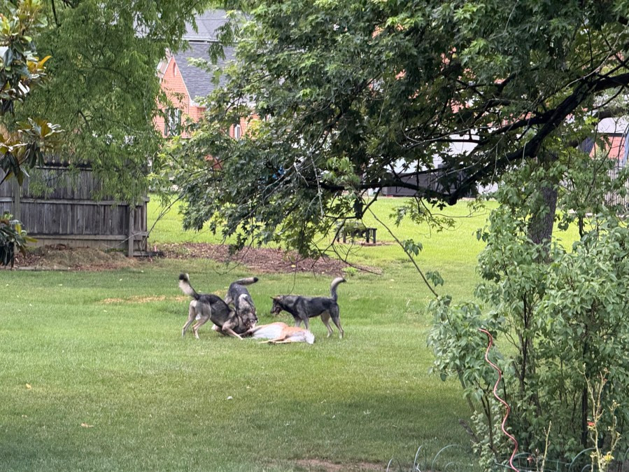 Roanoke bans wolf-dog ownership, residents express relief