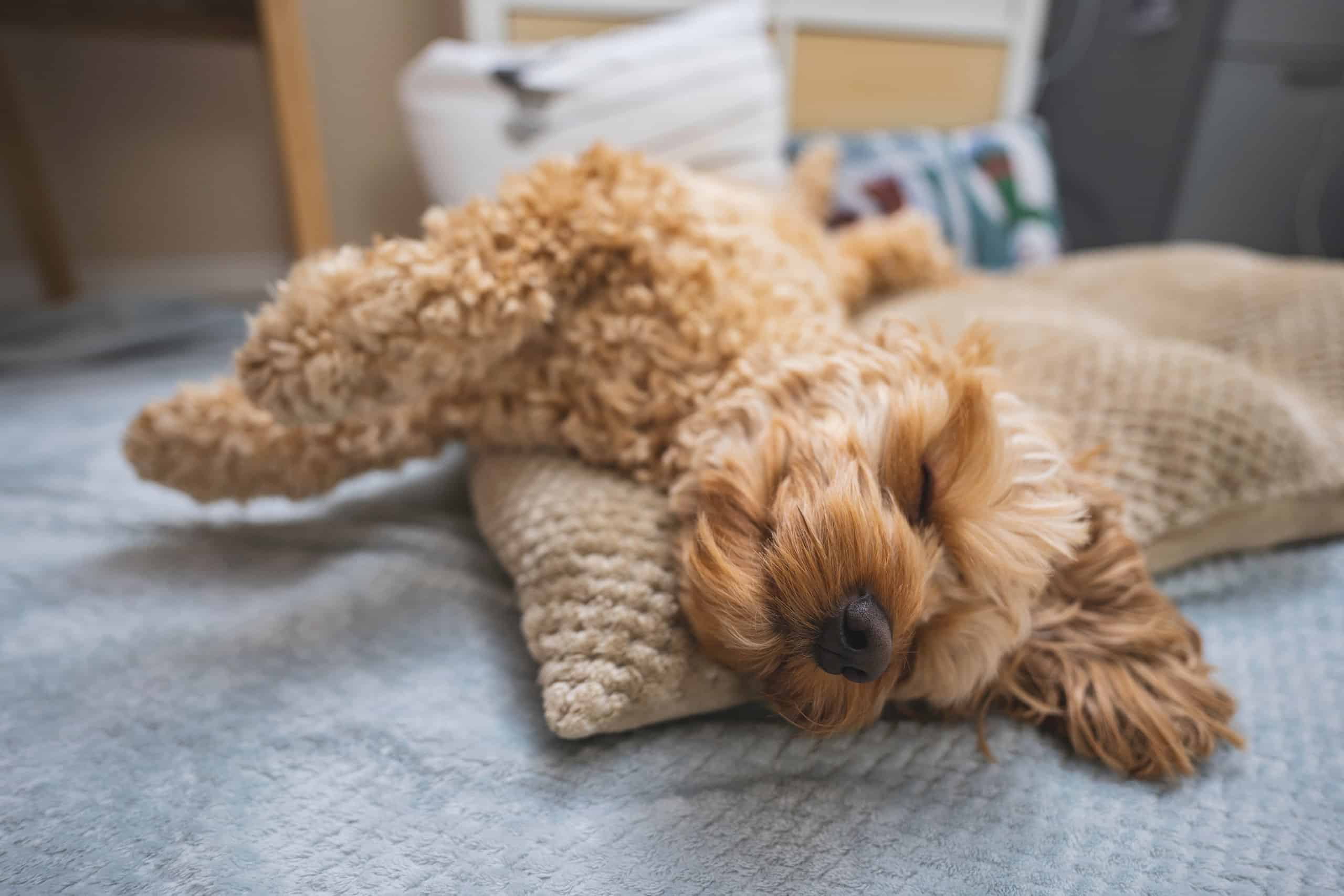 8 Most Common Dog Sleeping Positions and What They Mean