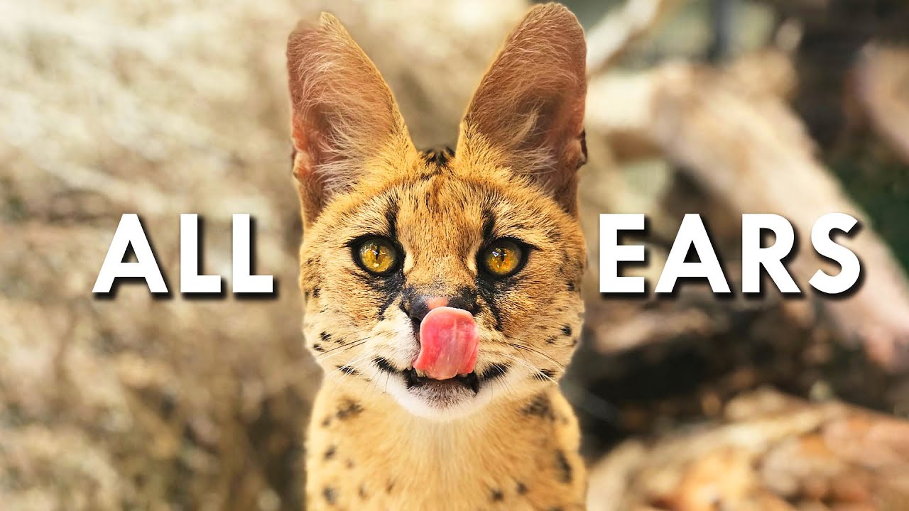Servals are Like 90% Ears
