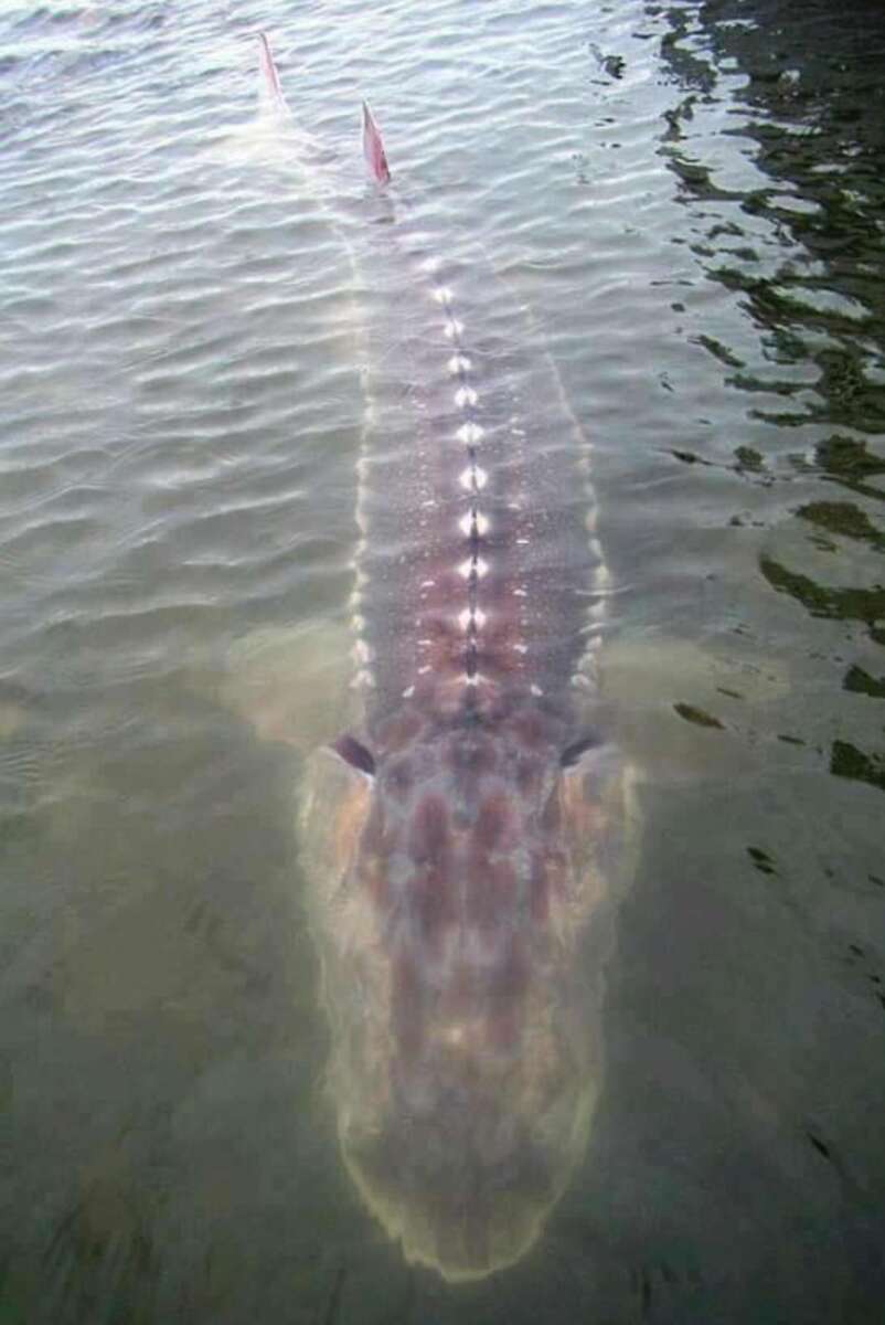 20 Mystical Animals That Prove Cryptozoology Isn’t All Smoke And Mirrors