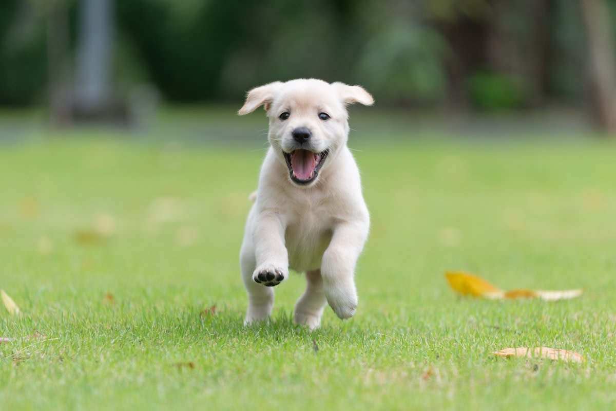 Silly Labrador Puppy Takes Leaf 'On the Lam' in Hilarious Heist