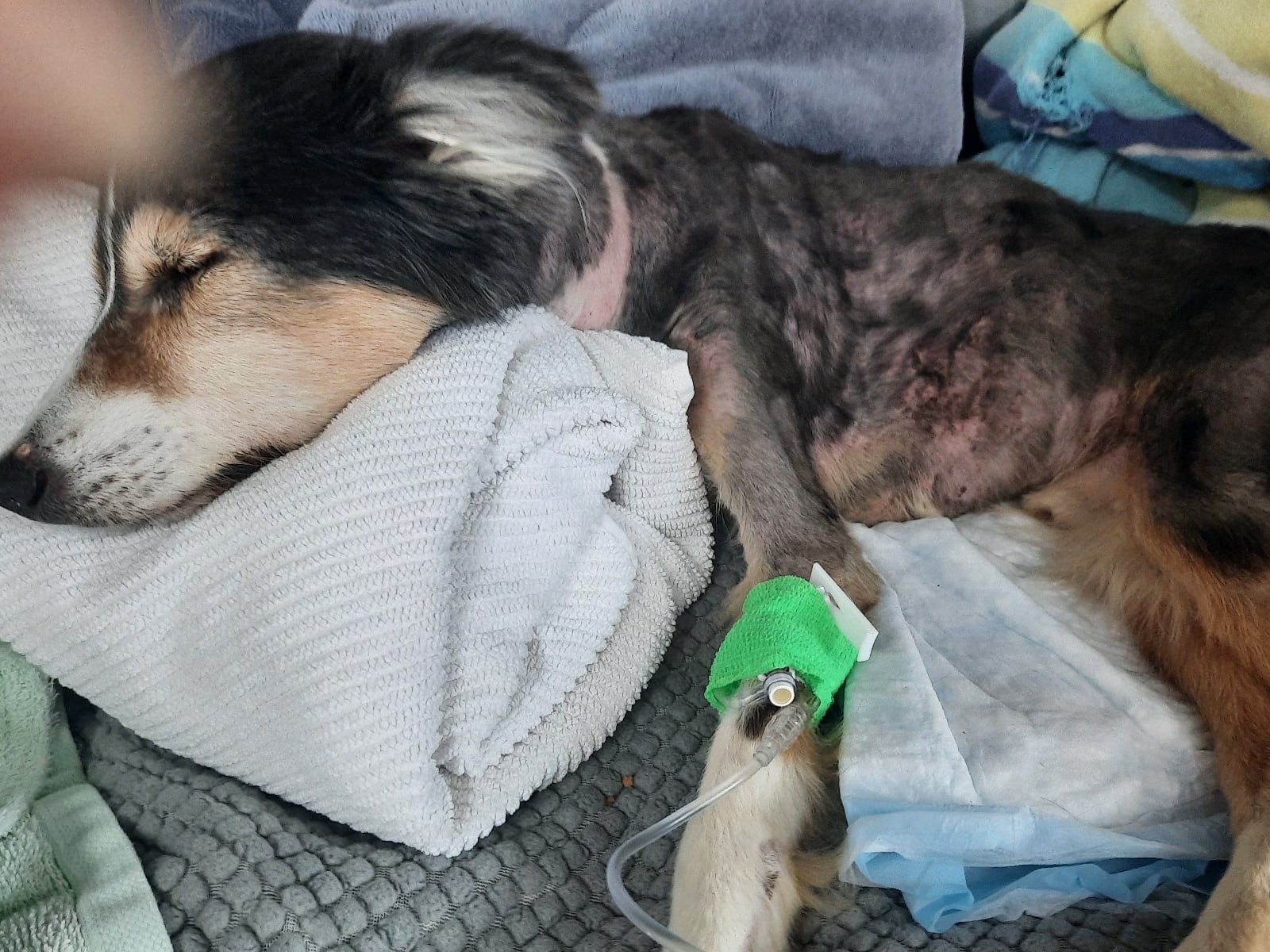 Pet care business owner sentenced for animal cruelty
