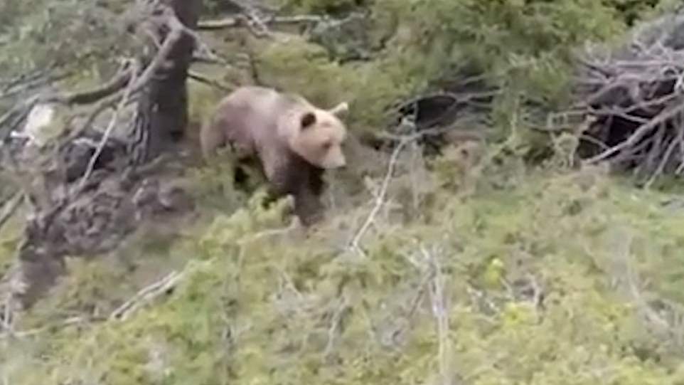 Final moments of hiker as bear charges at him in Greece