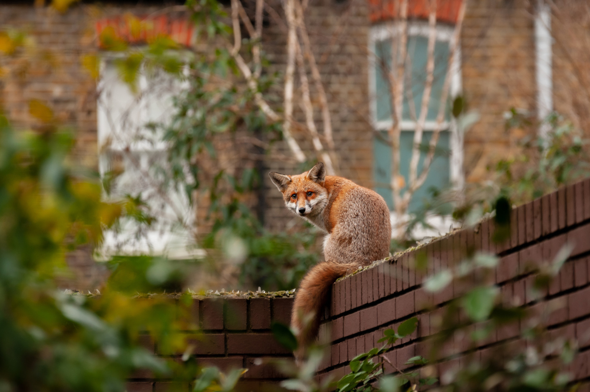 How animals and plants survive and adapt to cities