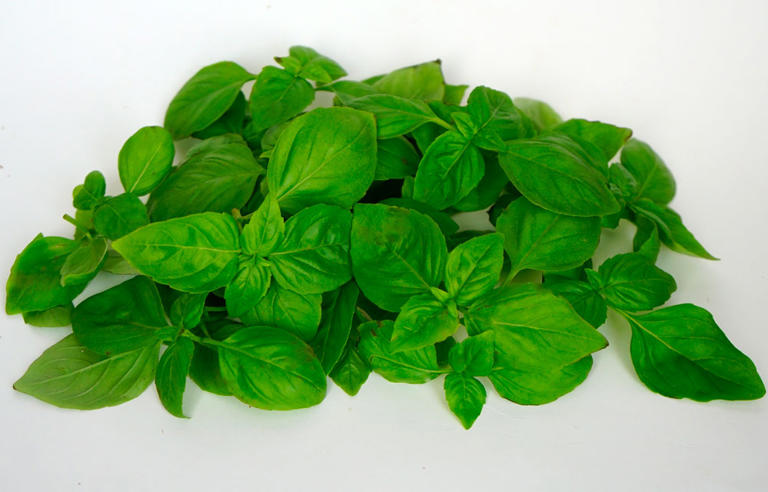 ¿Para qué sirve la albahaca? Esta hierba aromática puede fortalecer tu ...